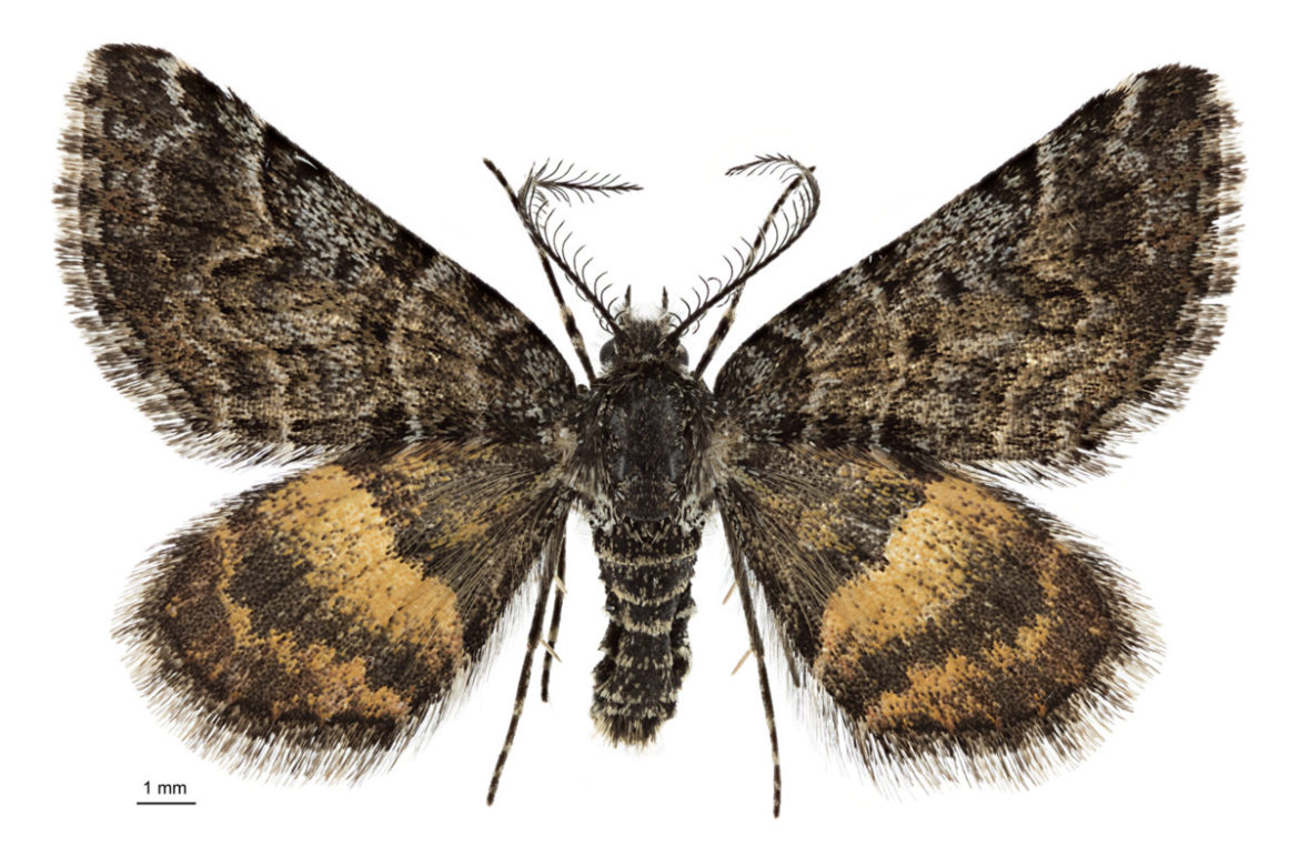 Endemism, Extinction and Vanishing Moths of New Zealand - New Zealand BIOTA