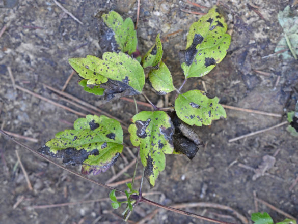 The findings of a frustrated forayer - New Zealand BIOTA