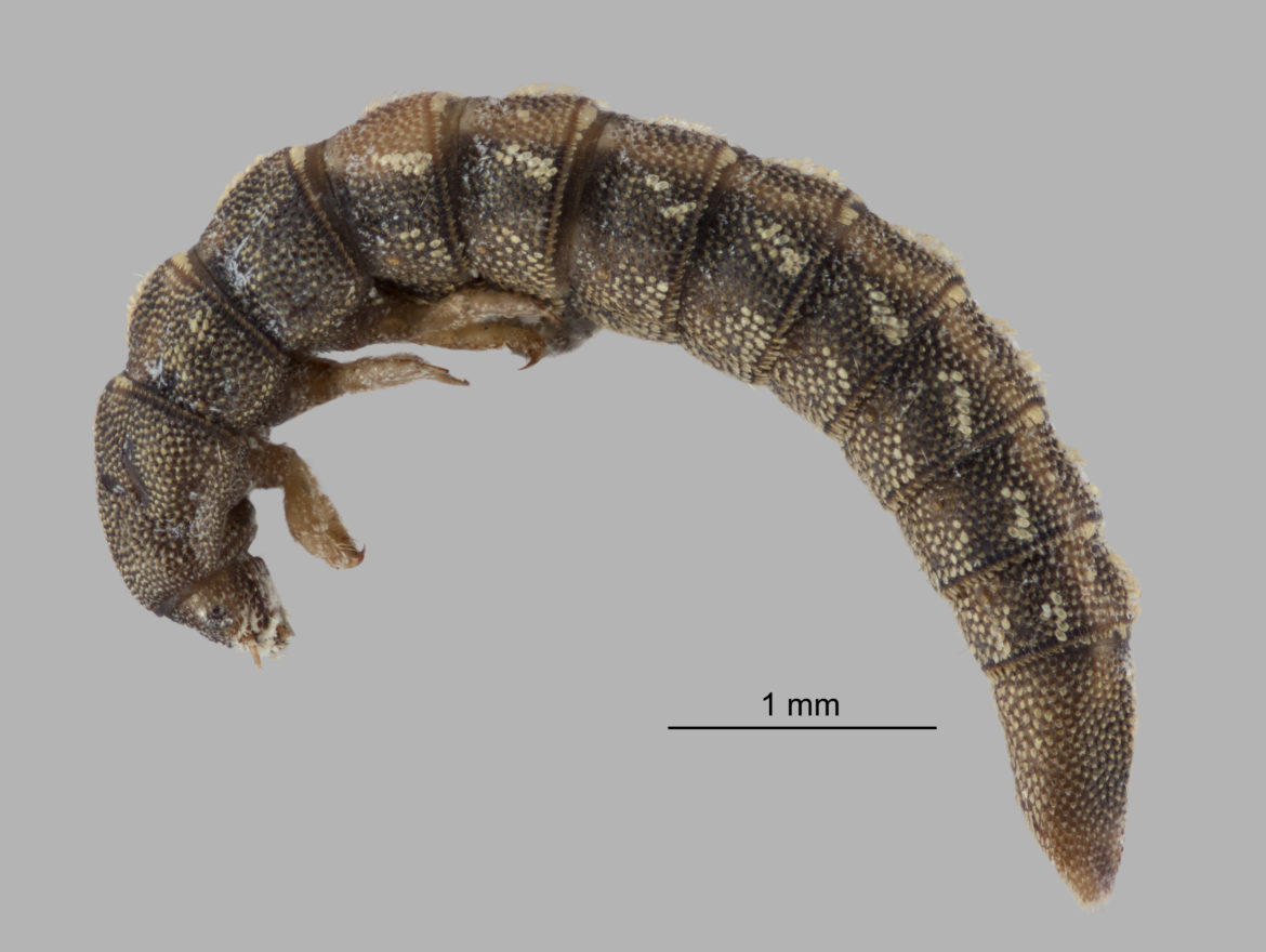 Riffle beetles in our water? - New Zealand BIOTA
