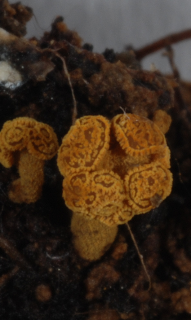 Small fungi can be beautiful too! - New Zealand BIOTA