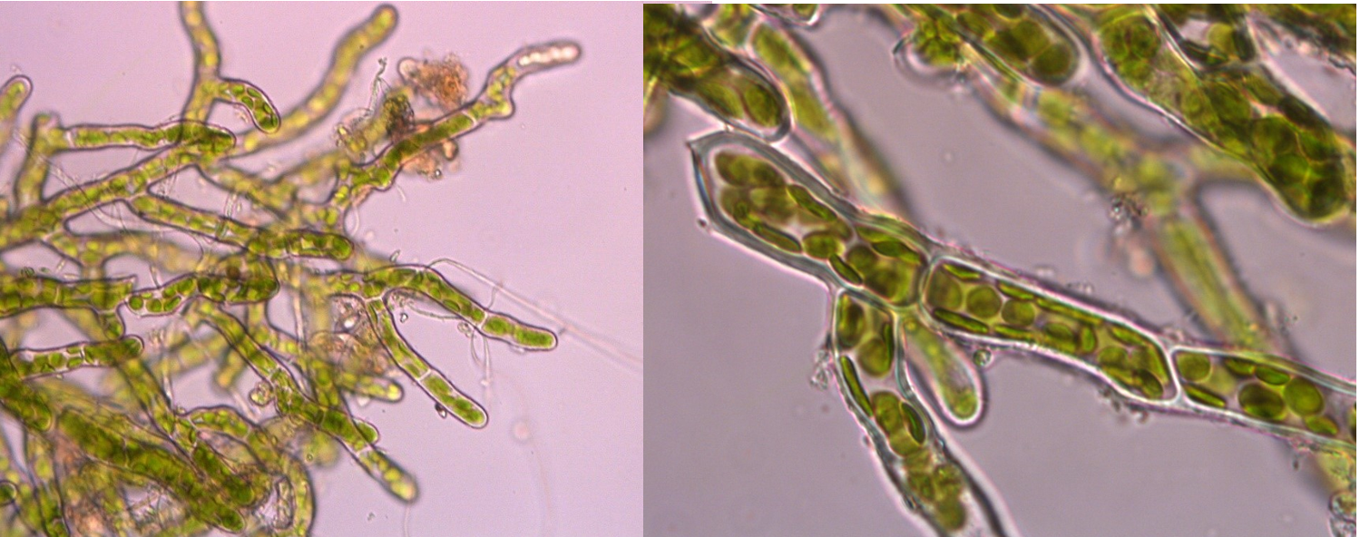 To gaze on the gold and precious stones - New Zealand BIOTA