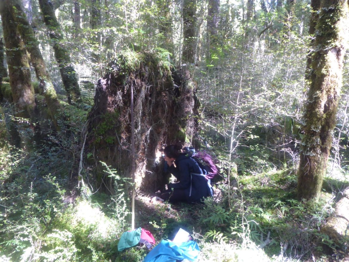 To gaze on the gold and precious stones - New Zealand BIOTA