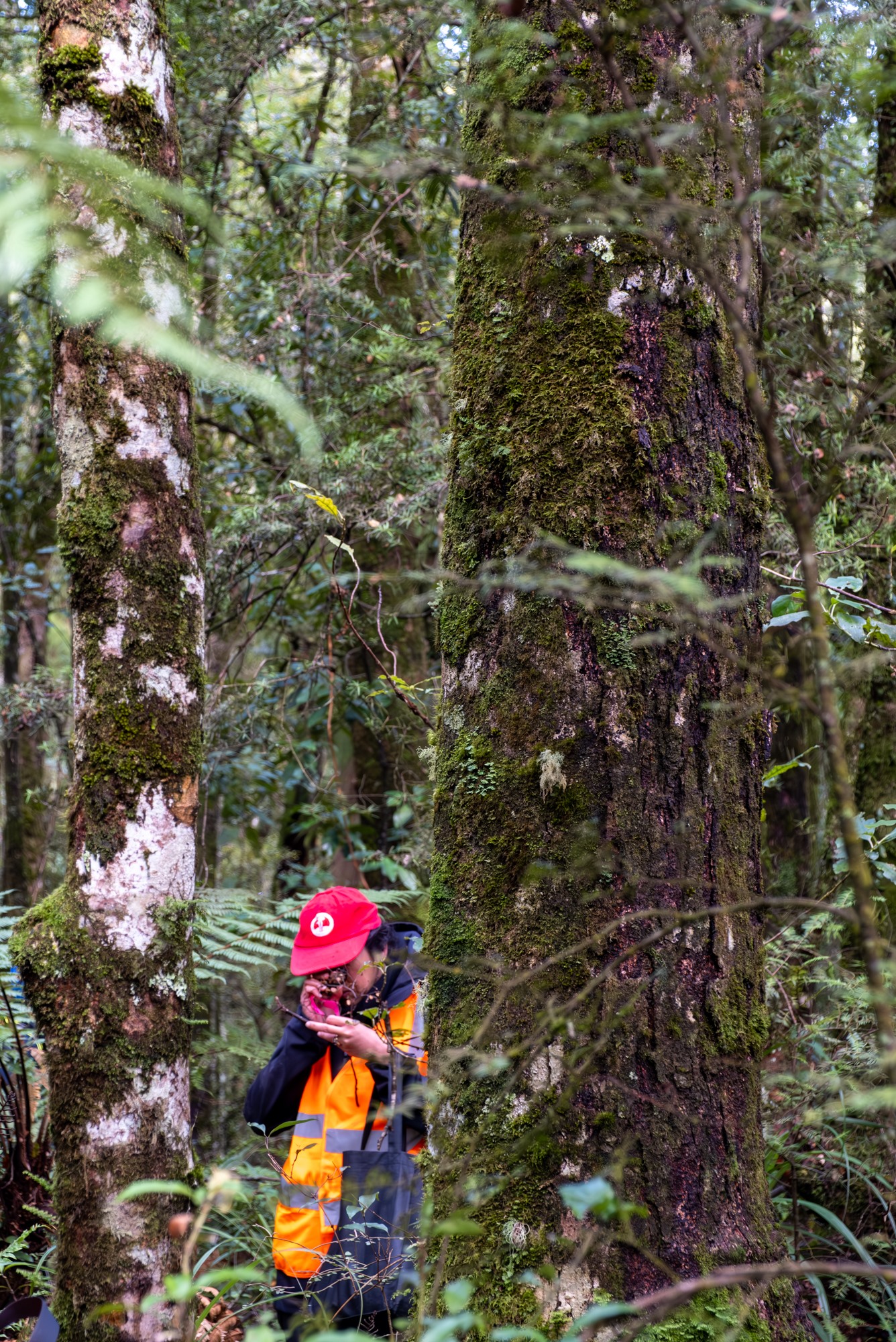Fungal foray in Rotorua forests - New Zealand BIOTA
