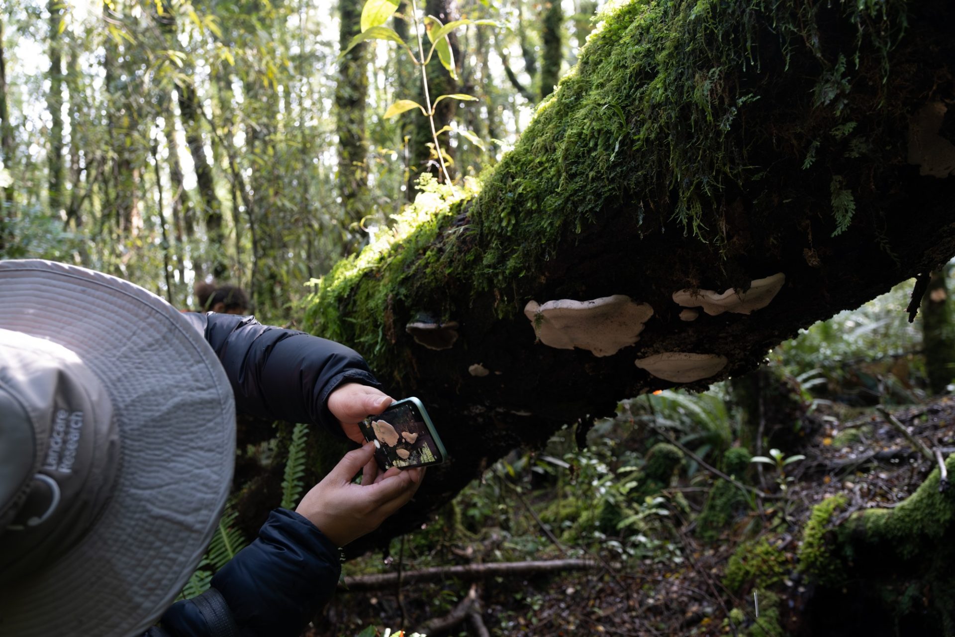 Fungal foray in Rotorua forests - New Zealand BIOTA