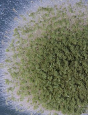 Getting Started with the Flora of New Zealand - New Zealand BIOTA